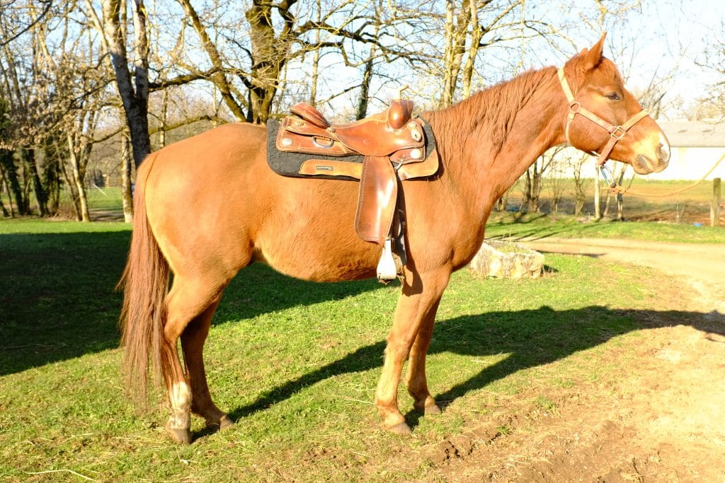 Vente de chevaux appaloosa et quarter horse à Puech Maynade
